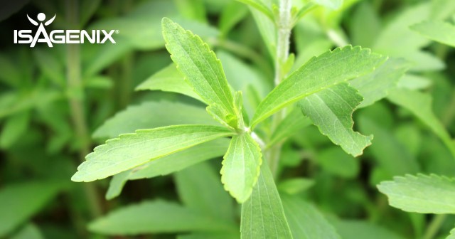 Ingredient Spotlight: Stevia - Isagenix Health