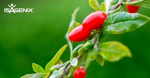 Ingredient Spotlight: Wolfberry - Isagenix Health