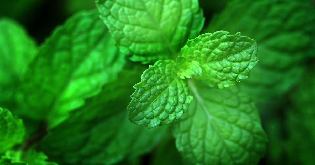 Ingredient Spotlight: Peppermint - Isagenix Health