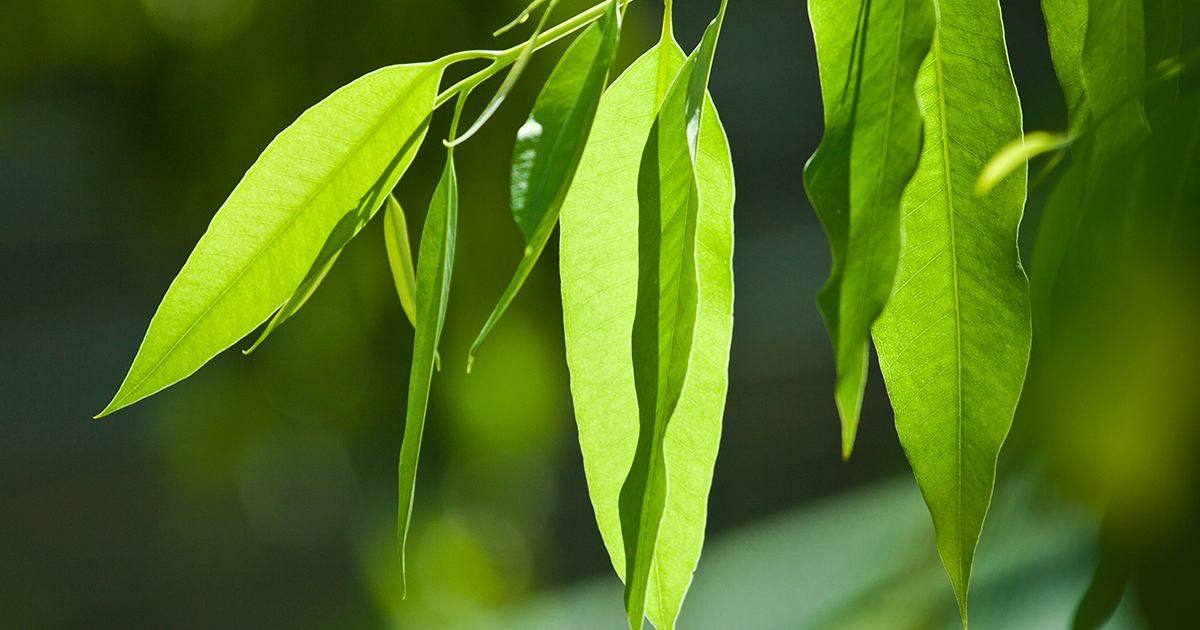 Ingredient Spotlight: Eucalyptus - Isagenix Health